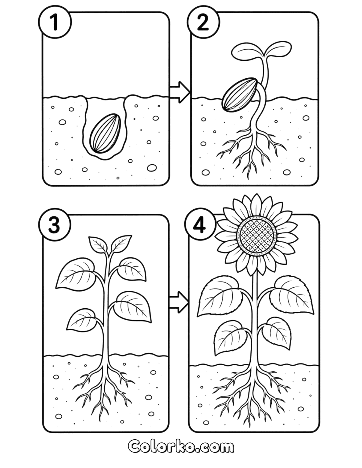 Free Dragonfly Life Cycle Coloring Page — 4 Stages | Colorko